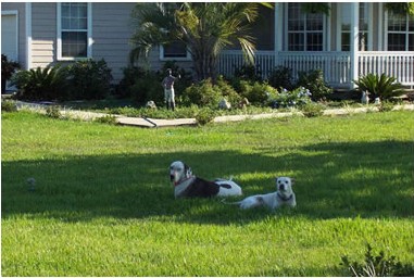 Bahia Sod and Grass in Central Florida - Lake Jem Farms
