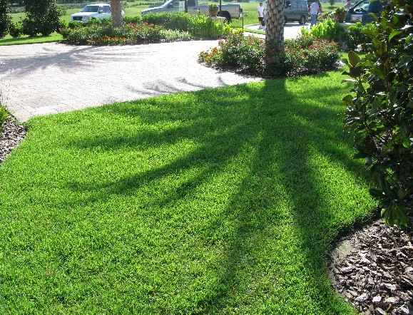 Installing Dormant Sod - Lake Jem Farms